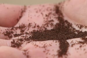 Picture This—What is a Mustard Seed Anyway? | Meridian Magazine